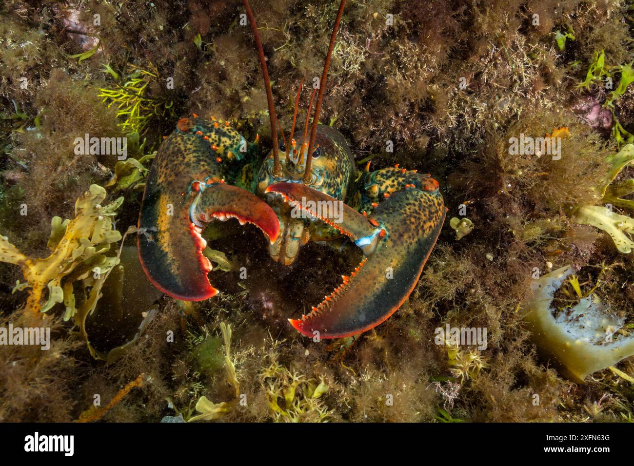 American lobster (Homarus americanus) Nova Scotia, Canada, September ...