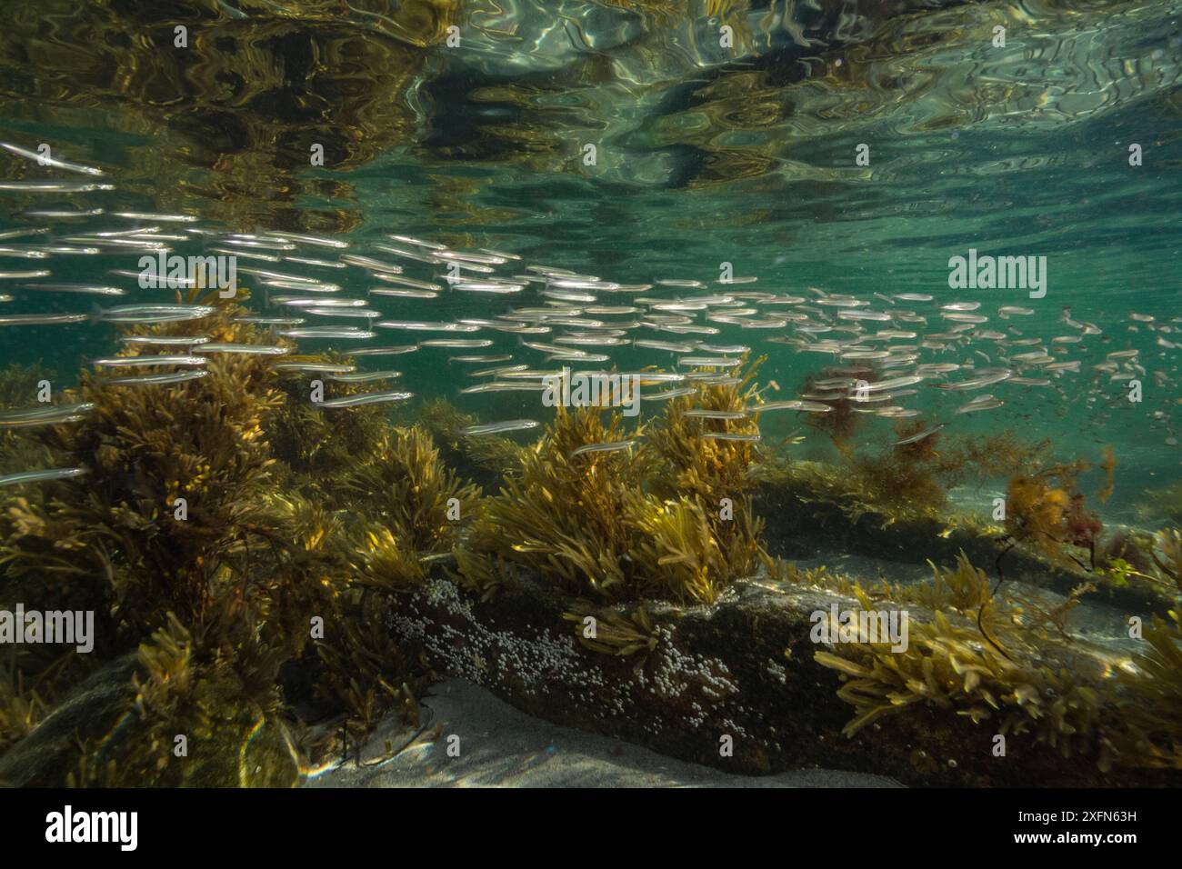 American sandlance (Ammodytes americanus) school in shallow waters ...