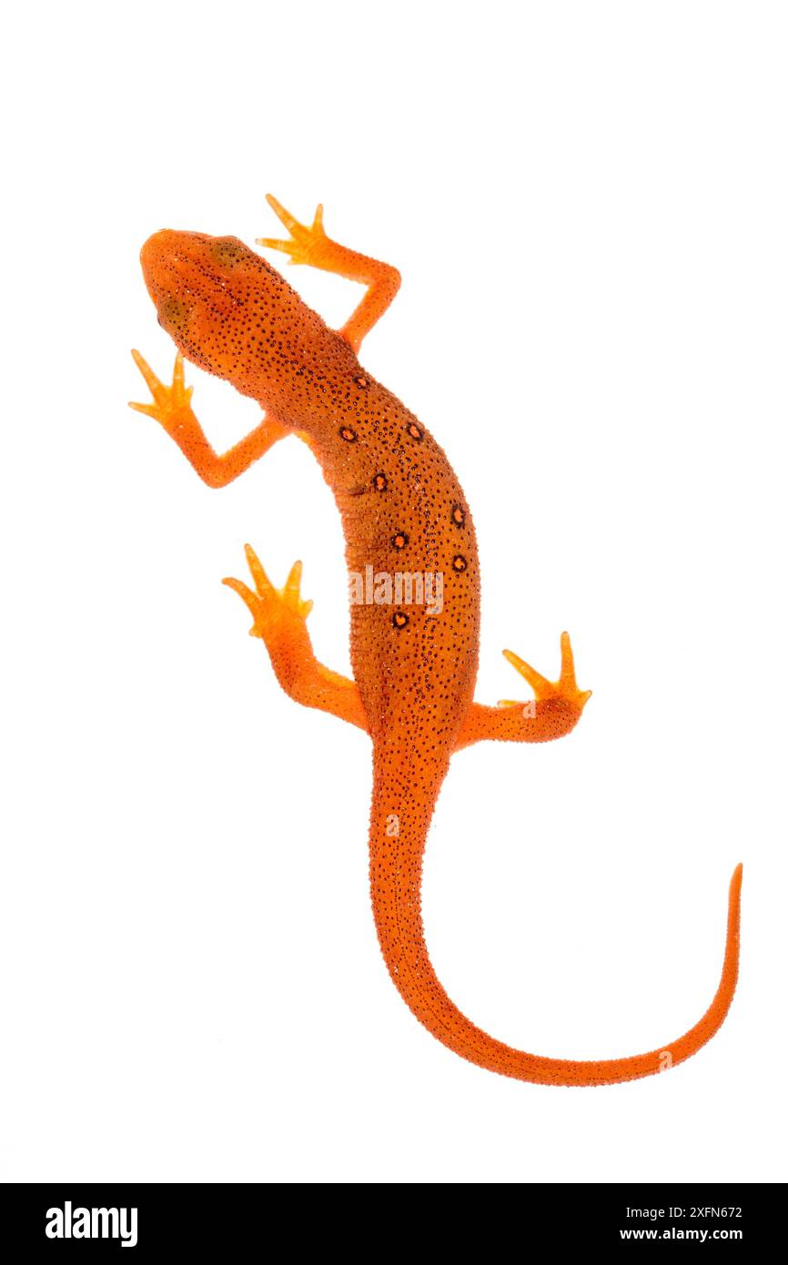 Eastern newt (Notophthalmus viridescens) in red eft stage, New ...