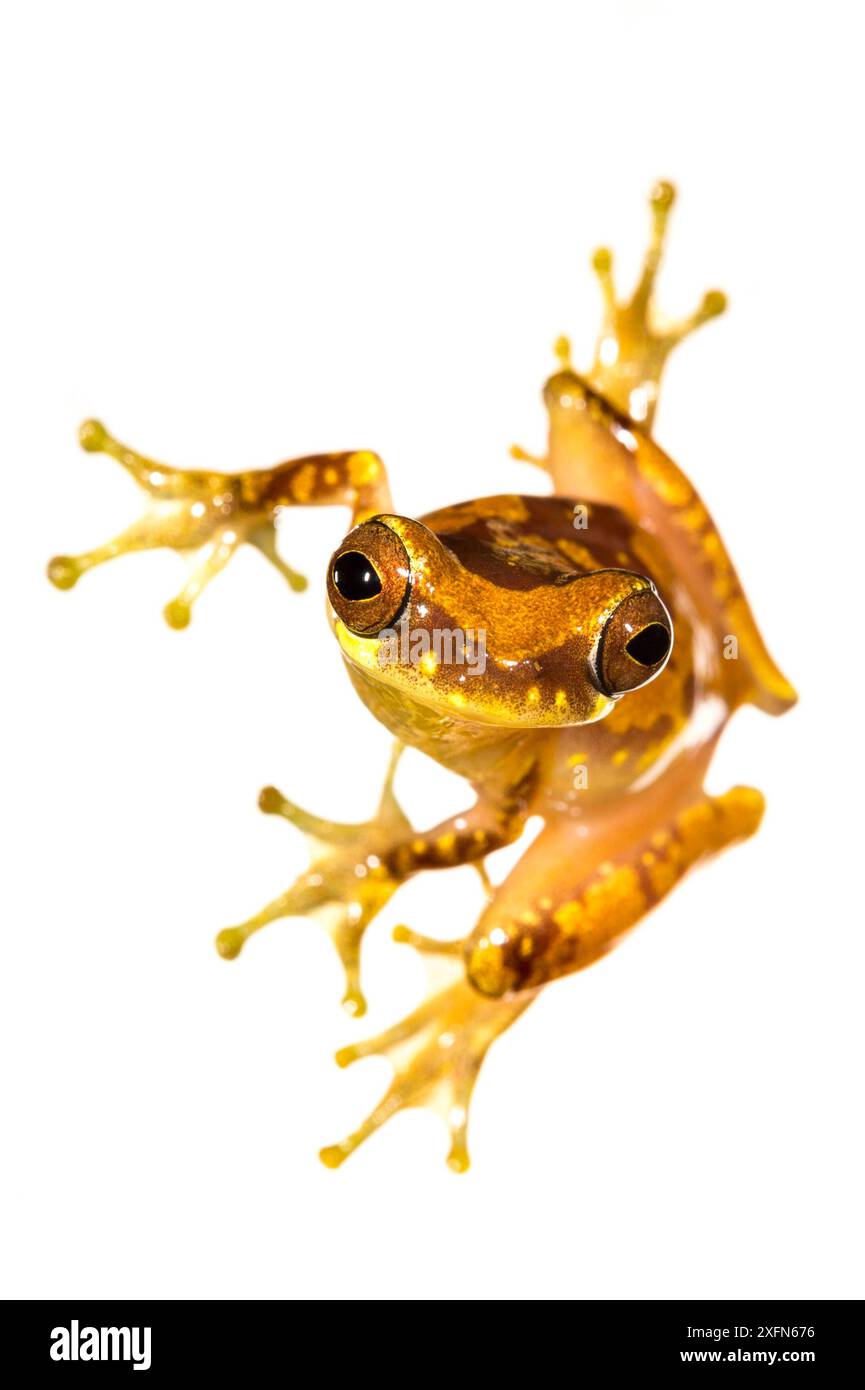 Hourglass treefrog (Dendropsophus ebraccatus) photographed on white ...