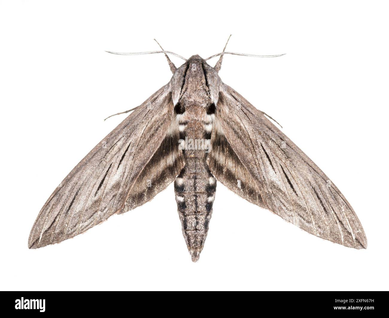 Great ash sphinx moth (Sphinx chersis) photographed on white background ...