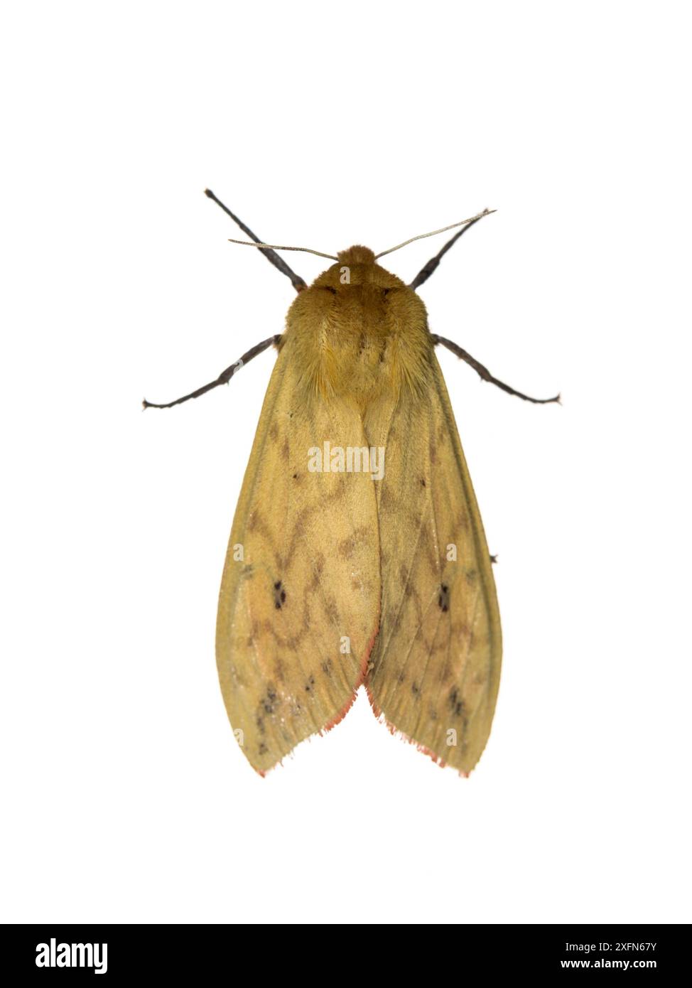 Isabella wildlife Cut Out Stock Images & Pictures - Alamy