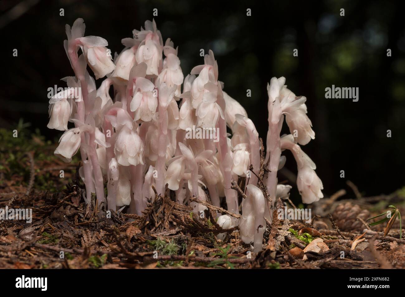 Monotropa australis hi-res stock photography and images - Alamy