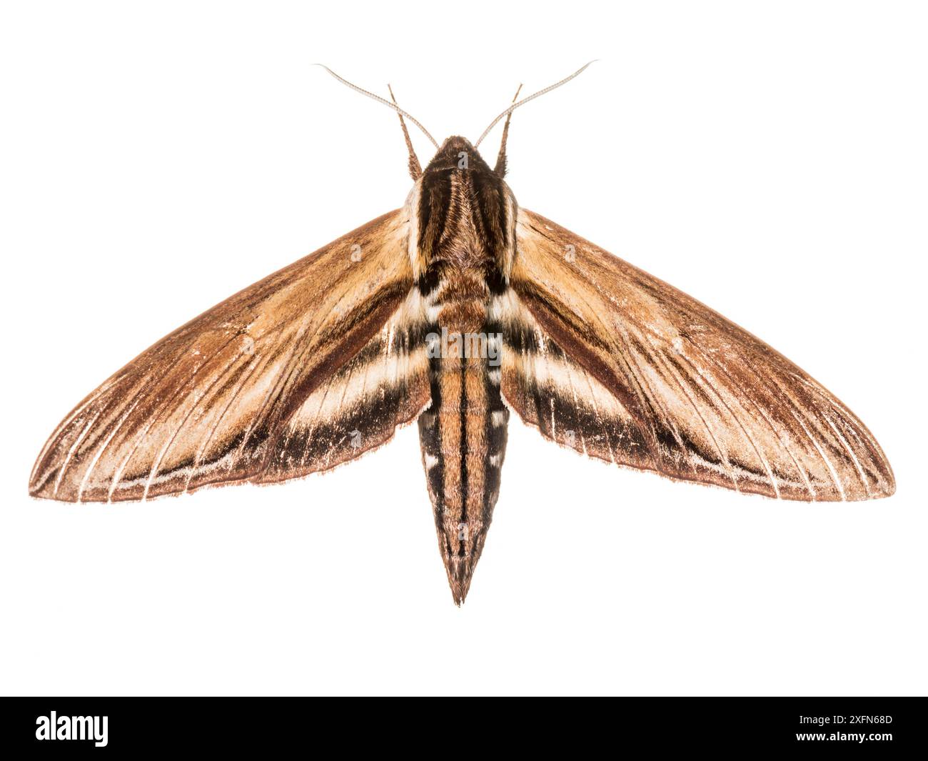 Laurel sphinx moth (Sphinx kalmie) photographed on white background ...