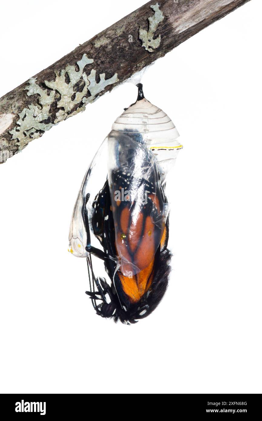 Monarch butterfly (Danaus plexippus) emerging from chrysalis ...