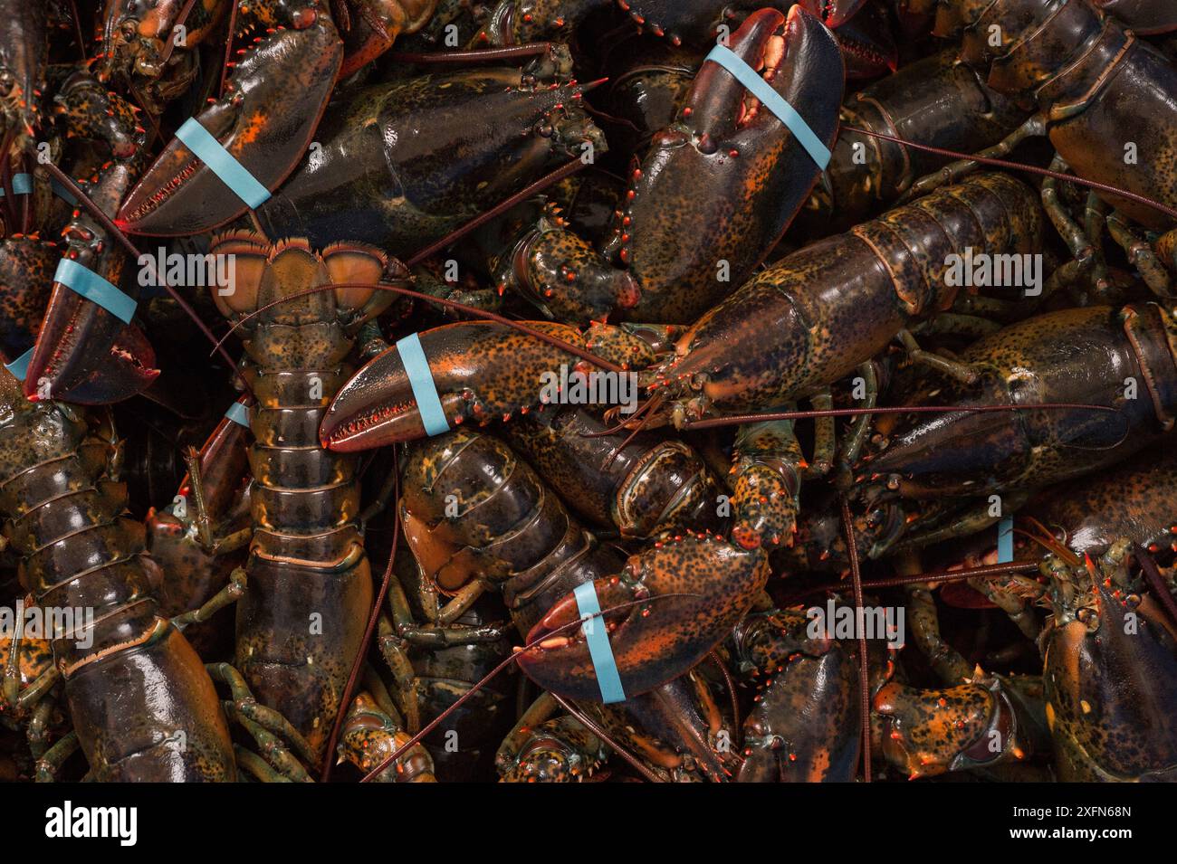American lobster (Homarus americanus) catch with claws bound, caught in ...
