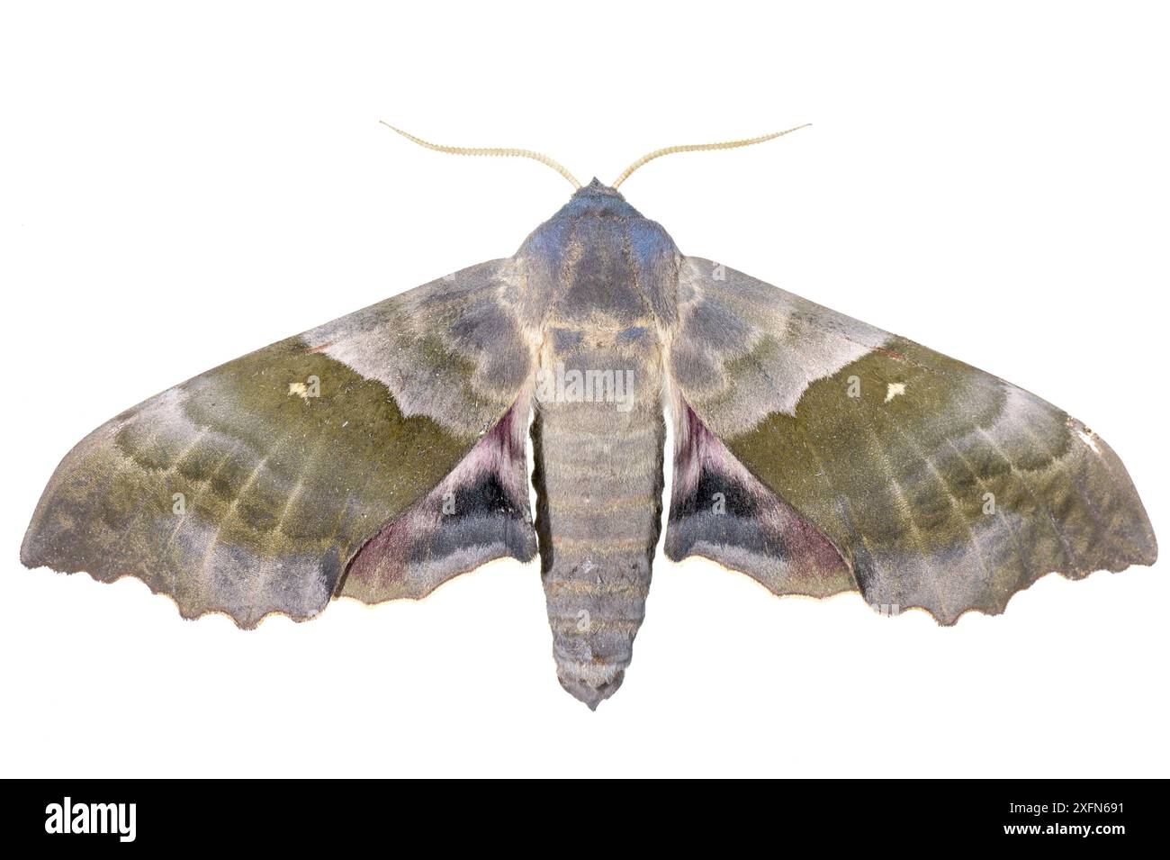 Modest sphinx moth (Pachysphinx modesta) photographed on white. New ...