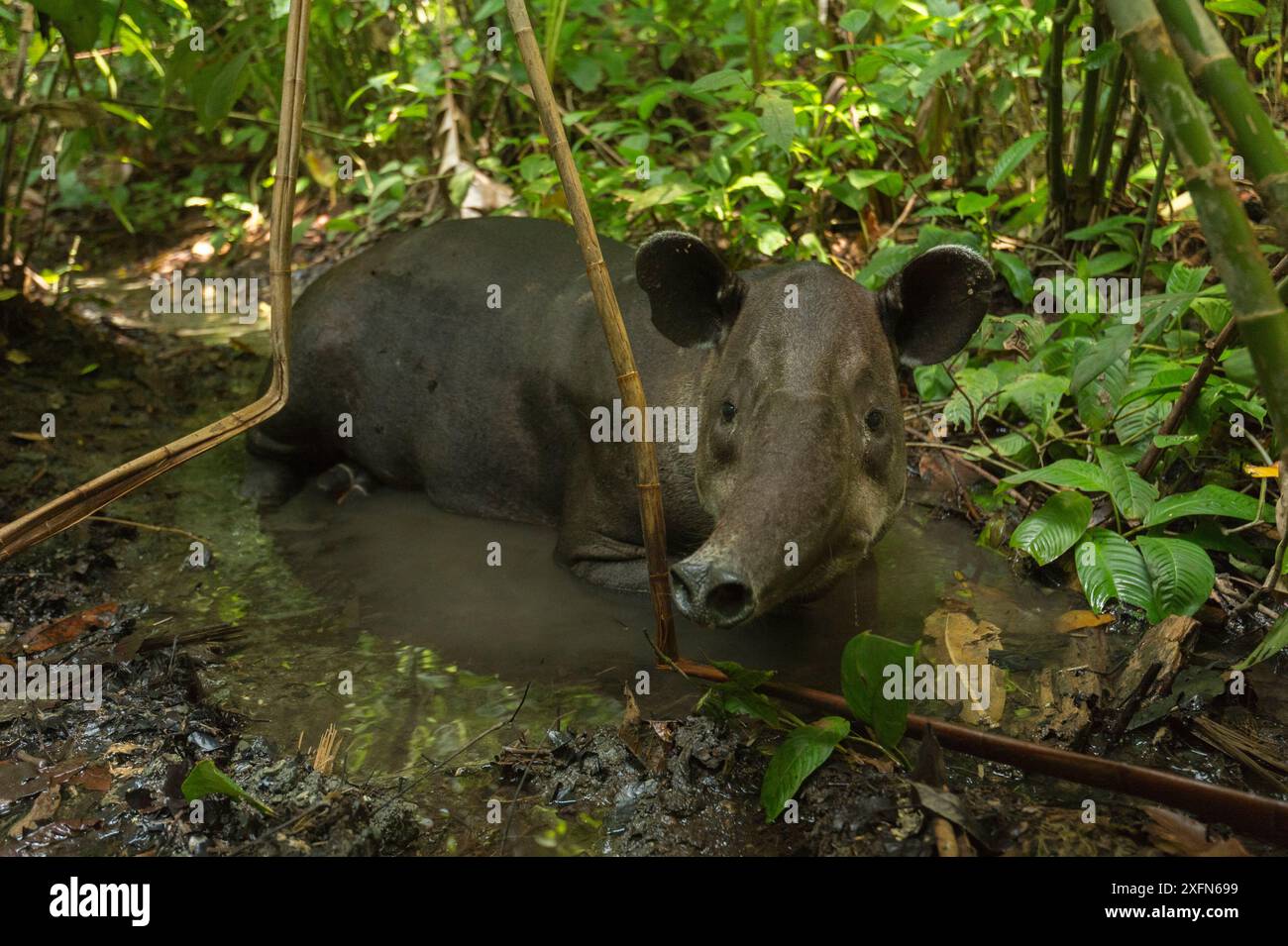 Baird's tapir (Tapirus bairdii) Corcovado National Park, Costa Rica ...