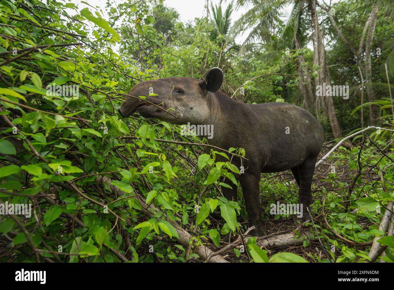 Baird's tapir (Tapirus bairdii) browsing, Corcovado National Park ...