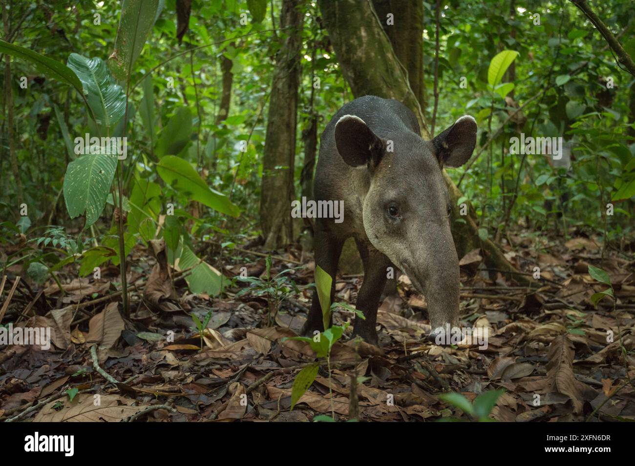 Baird's tapir (Tapirus bairdii) Corcovado National Park, Costa Rica ...