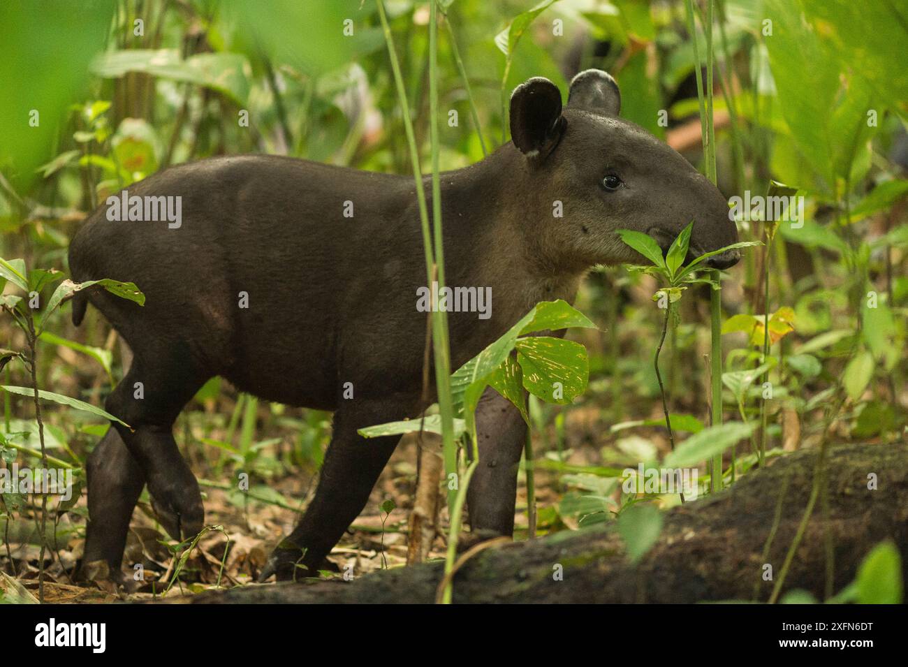Baird’s tapirs costa rica hi-res stock photography and images - Alamy
