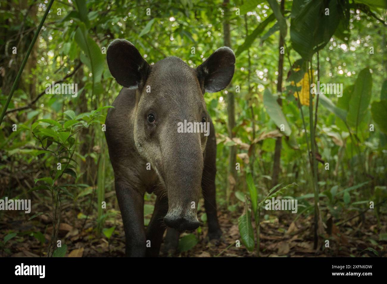Baird's tapir (Tapirus bairdii) in Corcovado National Park, Costa Rica ...