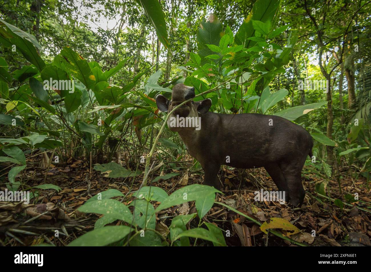 Baird's tapir (Tapirus bairdii) browsing in Corcovado National Park ...