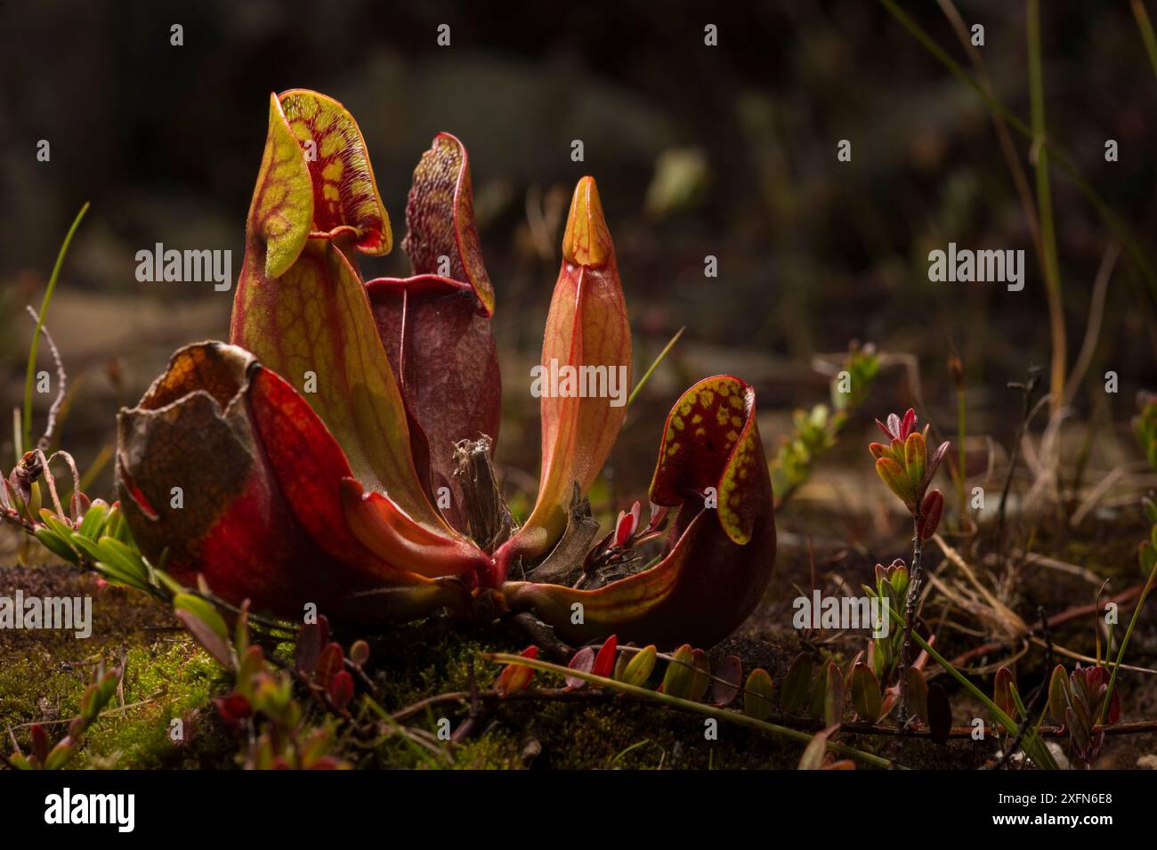 Northern pitcher plant (Sarracenia purpurea) photographed on Borgle's ...