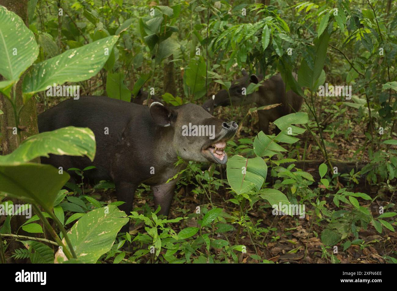 Baird's tapir (Tapirus bairdii) displaying flehman response in ...