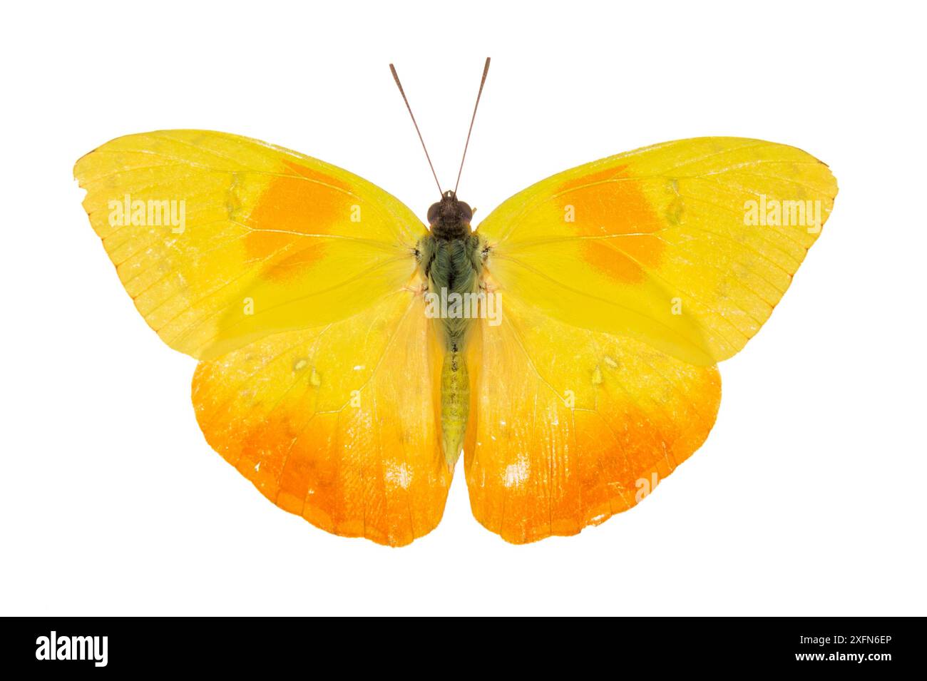 Orange-barred sulphur butterfly (Phoebis philea) pe. Costa Rica Stock ...