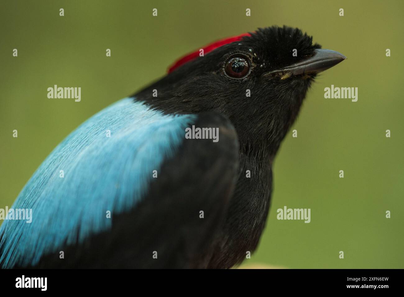 Long-tailed manakin (Chiroxiphia linearis) Costa Rica, January Stock ...