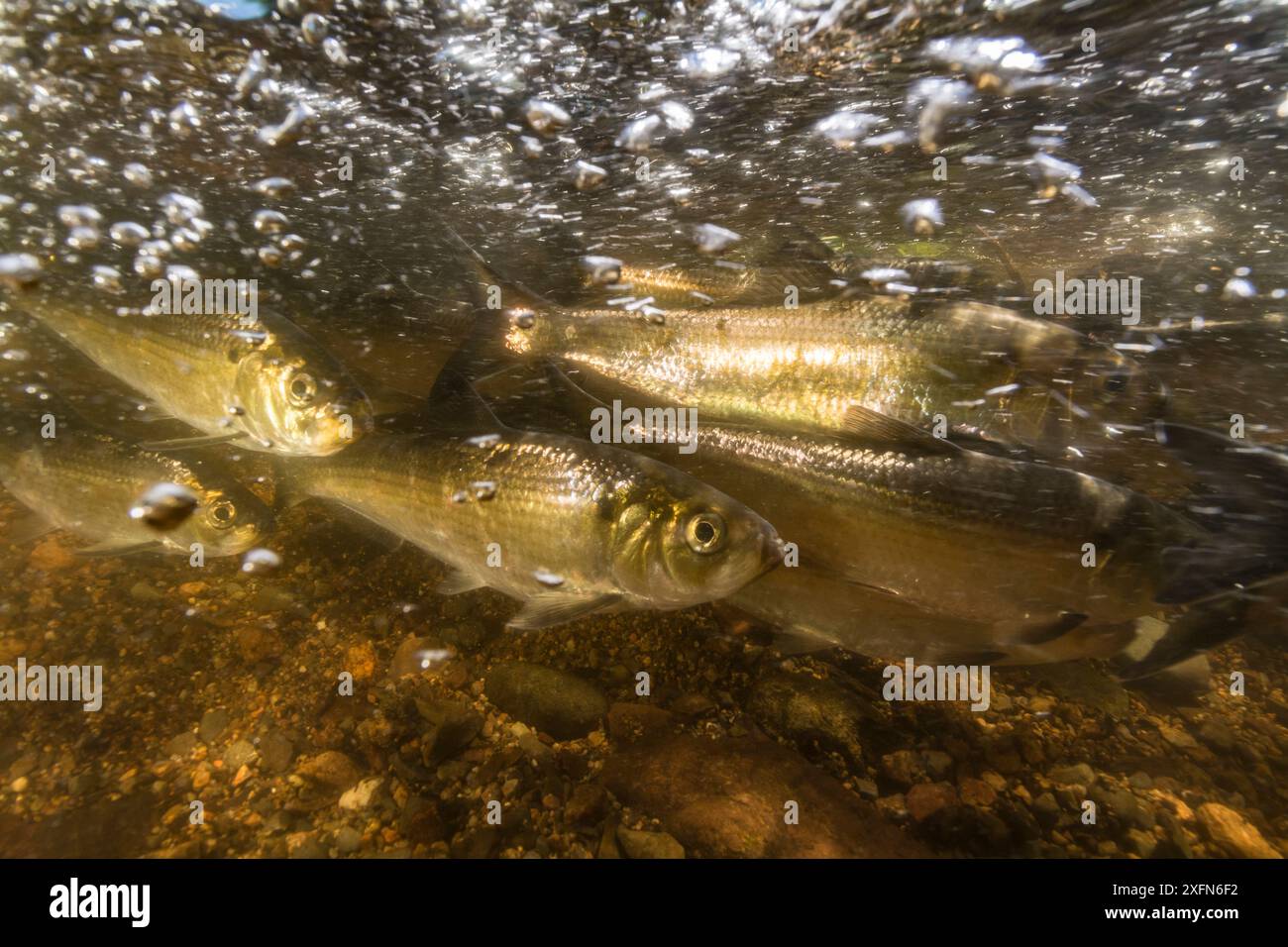 Alewives (Alosa pseudoharengus) fish migrating up a river in Northern ...
