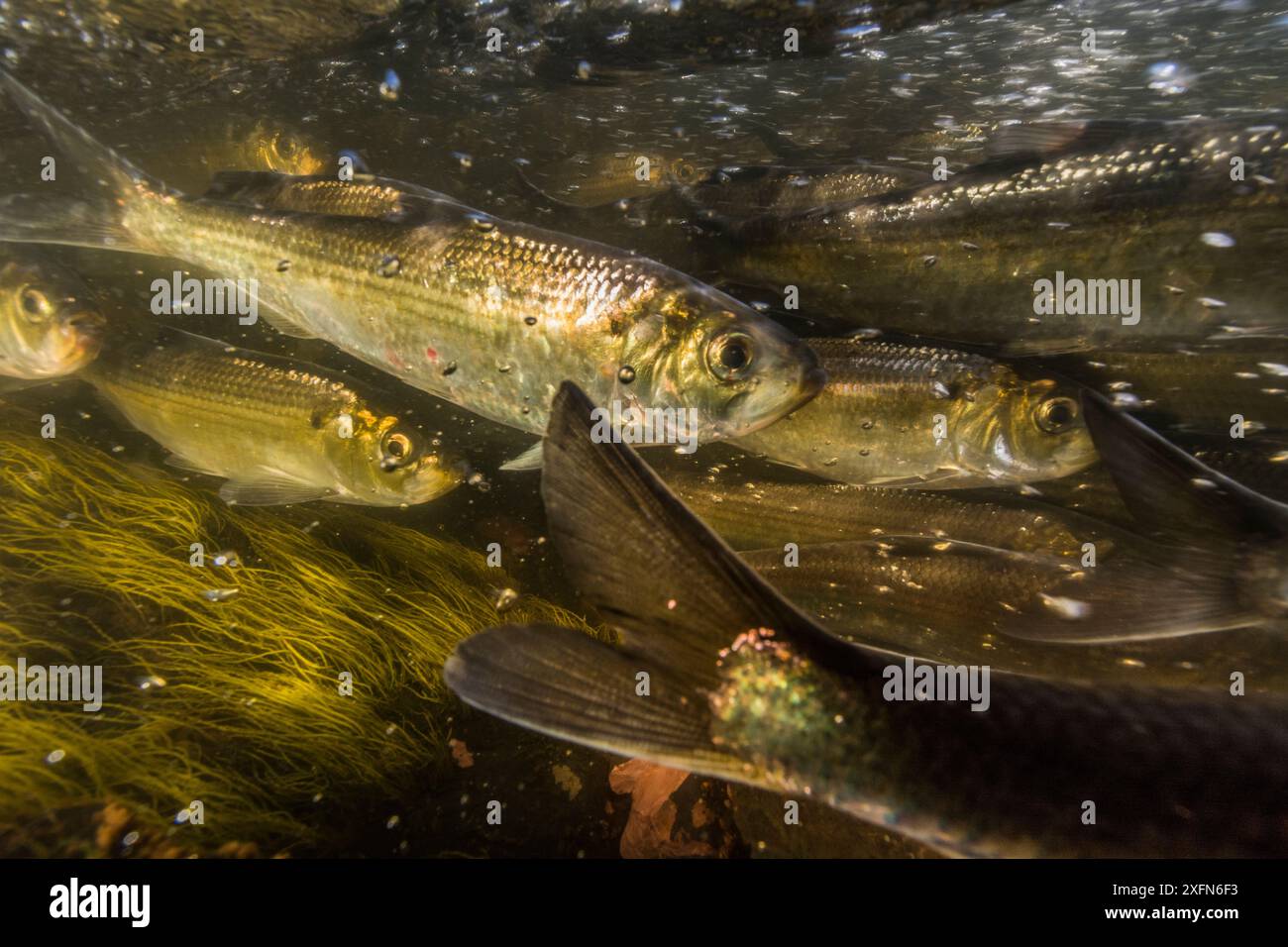 Alewives (Alosa pseudoharengus) fish migrating up a river in Northern ...
