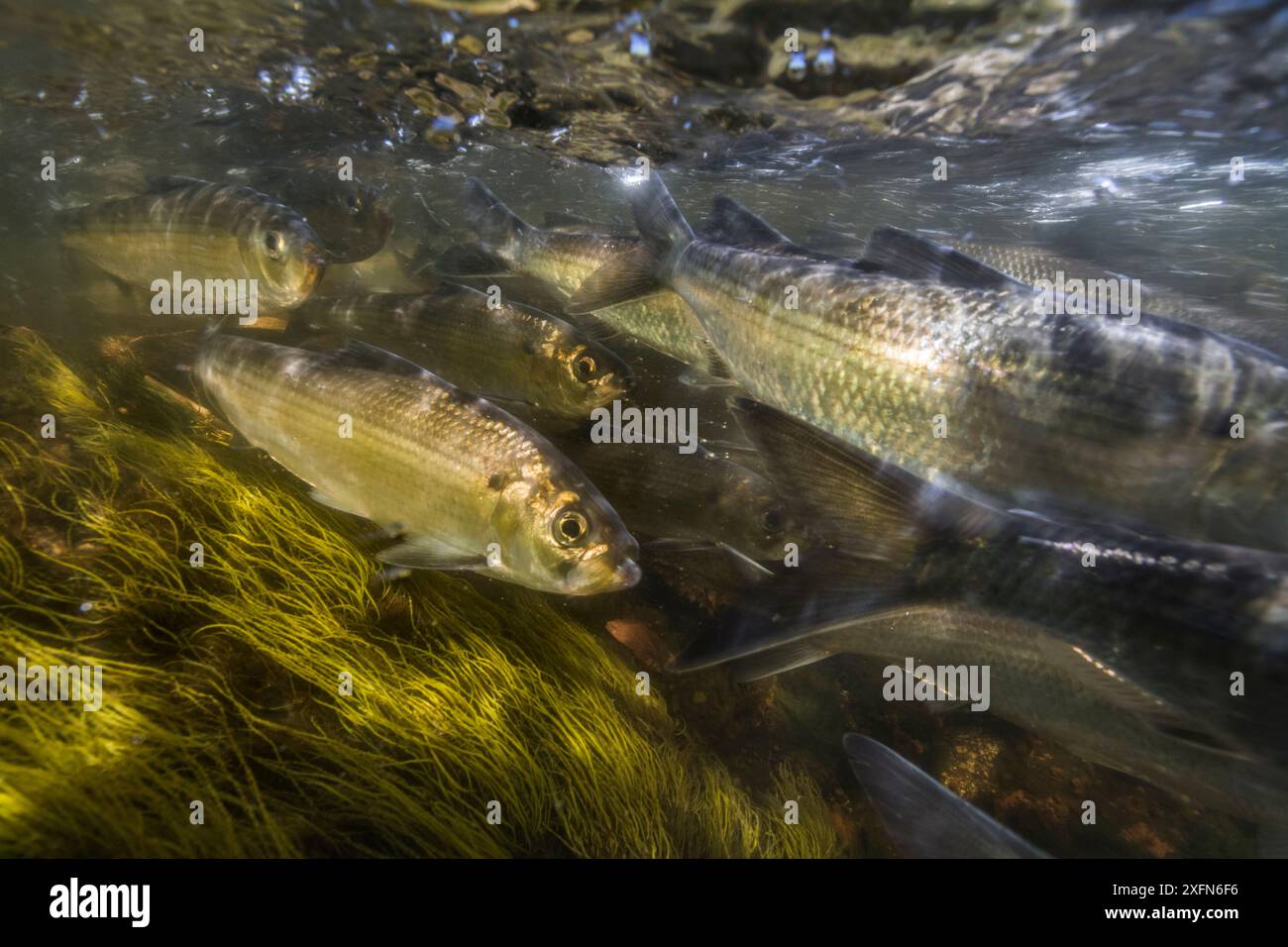 Alewives (Alosa pseudoharengus) fish migrating up a river in Northern ...