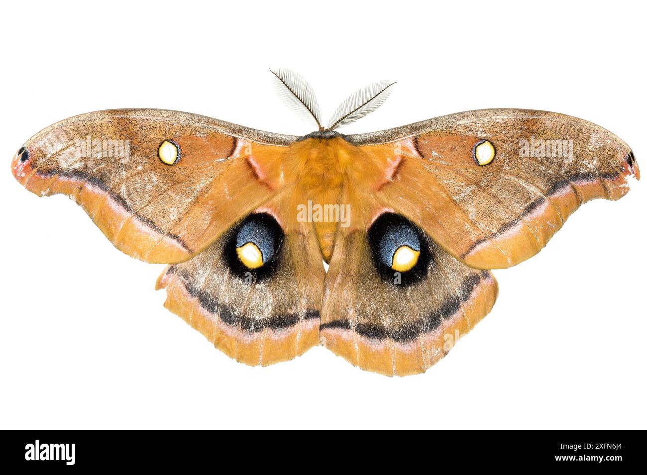 Polyphemus moth (Antheraea polyphemus) photographed on white. New ...