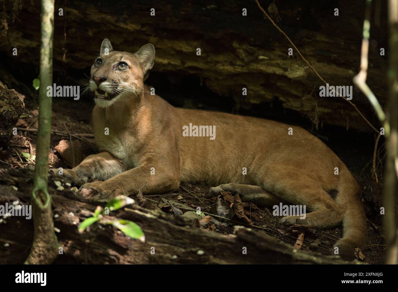 Cougar in costa rica hi-res stock photography and images - Alamy