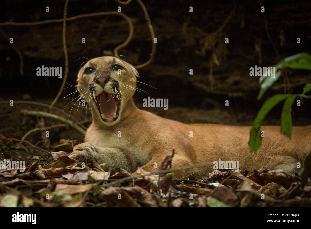 Puma (Puma concolor) yawning, Corcovado National Park, Costa Rica, May ...
