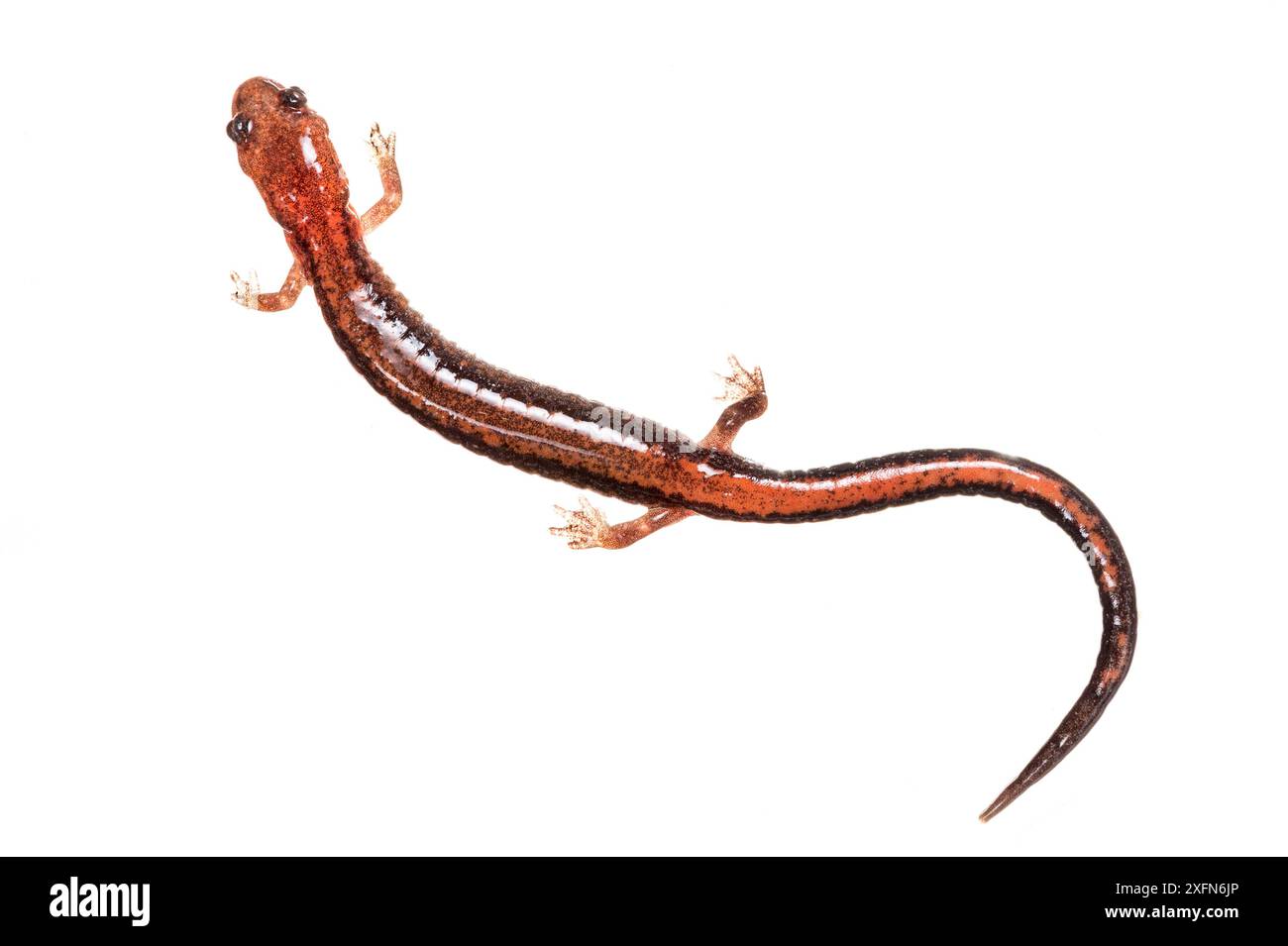 Redback salamander (Plethodon cinerous), photographed on white ...