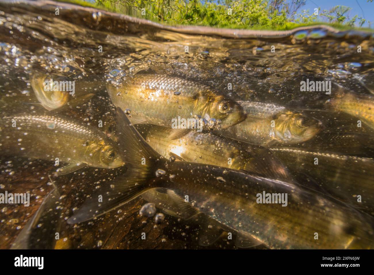 Alewives (Alosa pseudoharengus) fish migrating up a river in Northern ...