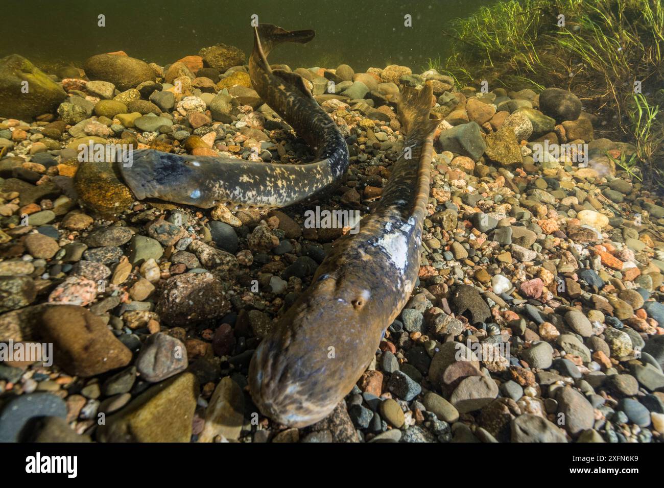 Sea lamprey (Petromyzon marinus), a parasitic migratory fish, spawning ...