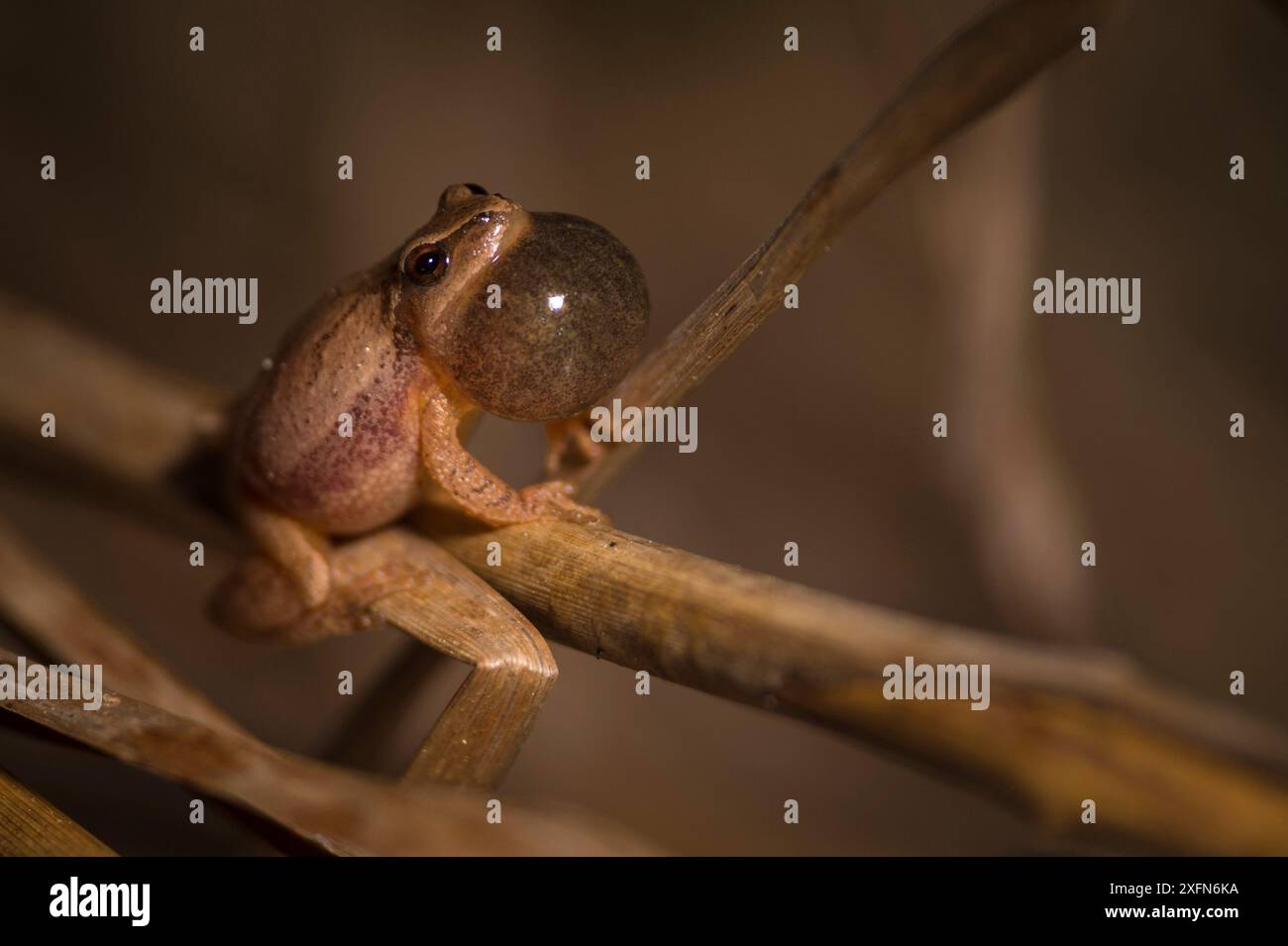 Spring peeper (Pseudacris crucifer) calling, New Brunswick, Canada, May ...