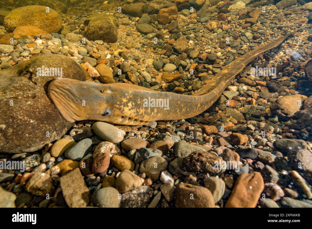 Sea lamprey (Petromyzon marinus), a parasitic migratory fish, spawning ...