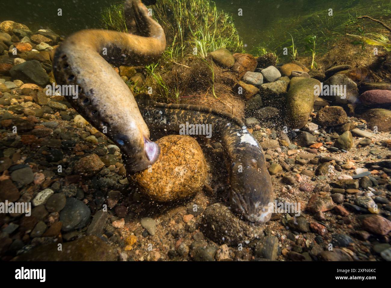 Lamprey eels parasitic fish hi-res stock photography and images - Alamy