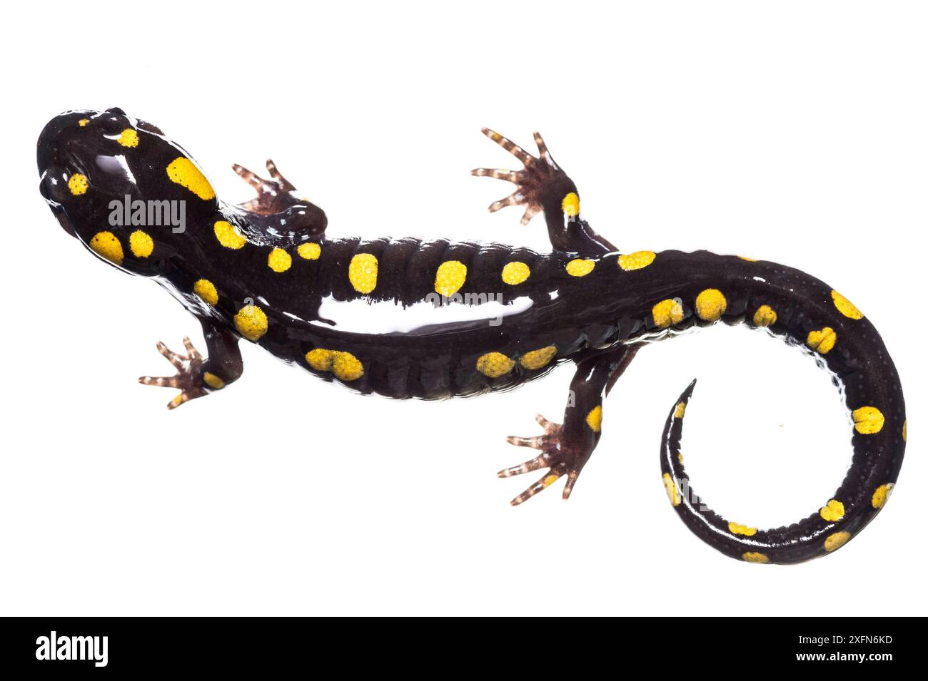Yellow-spotted salamander (Amybystoma maculatum), photographed on white ...