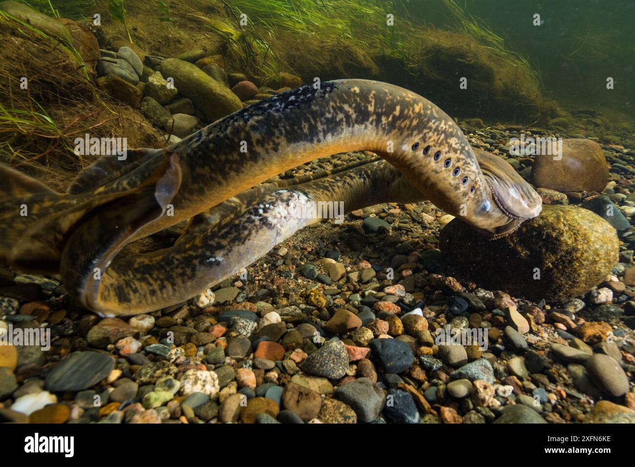 Sea lamprey (Petromyzon marinus), a parasitic migratory fish, spawning ...