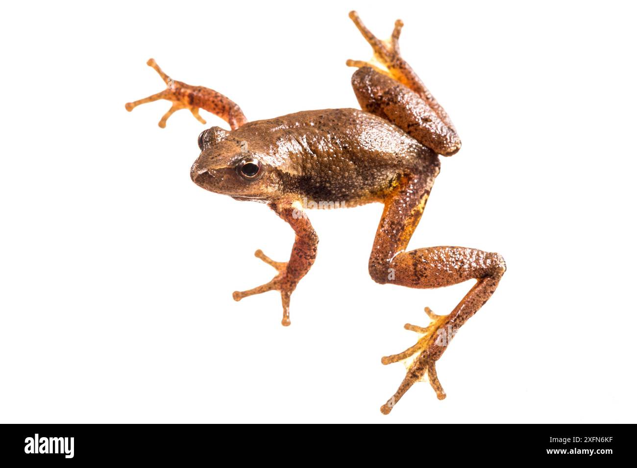 Spring peeper frogs Cut Out Stock Images & Pictures - Alamy