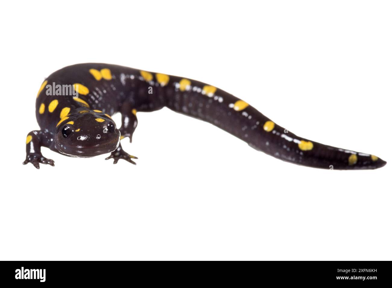 Yellow-spotted salamander (Amybystoma maculatum), photographed on white ...