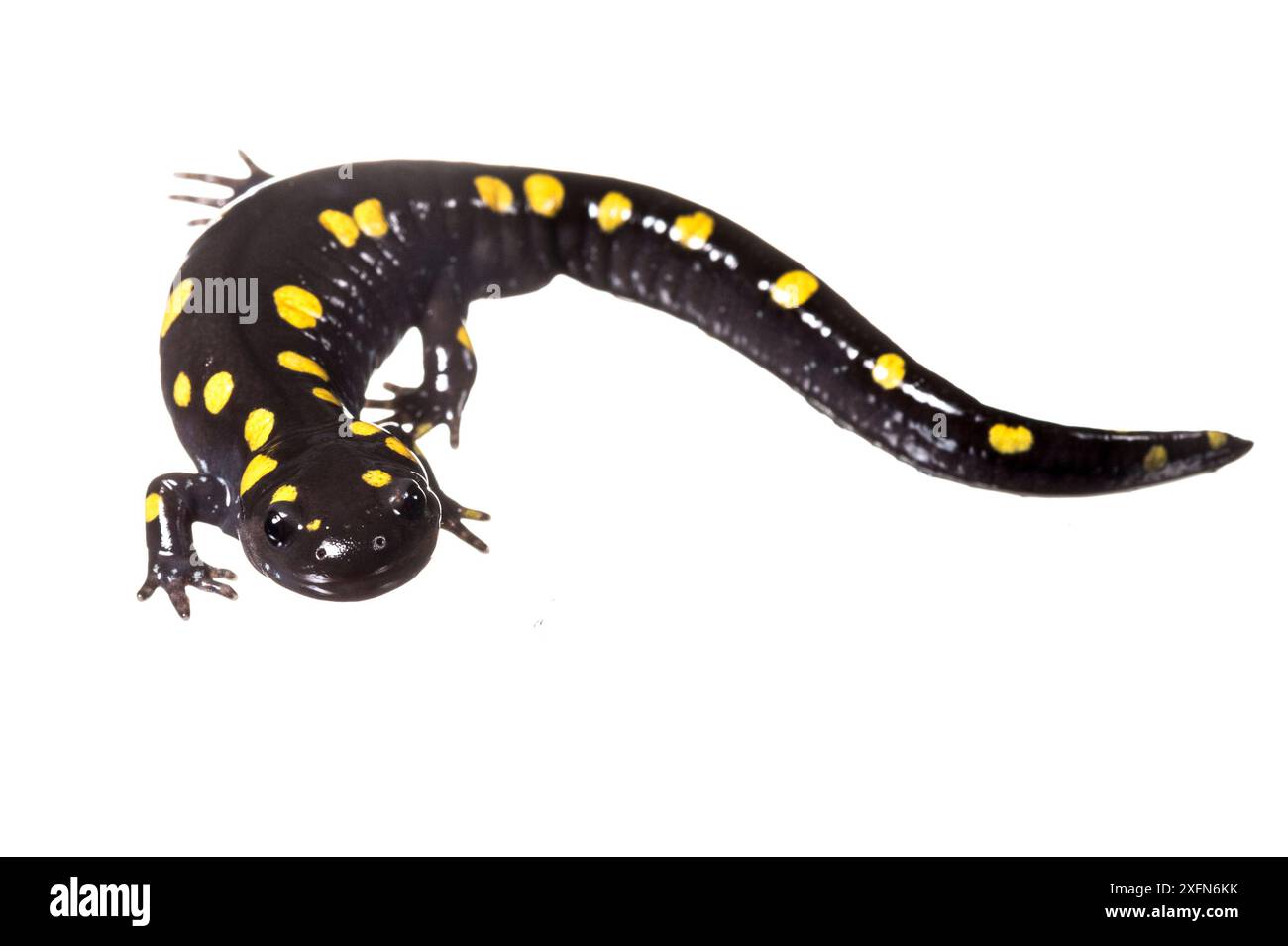 Yellow-spotted salamander (Amybystoma maculatum), photographed on white ...