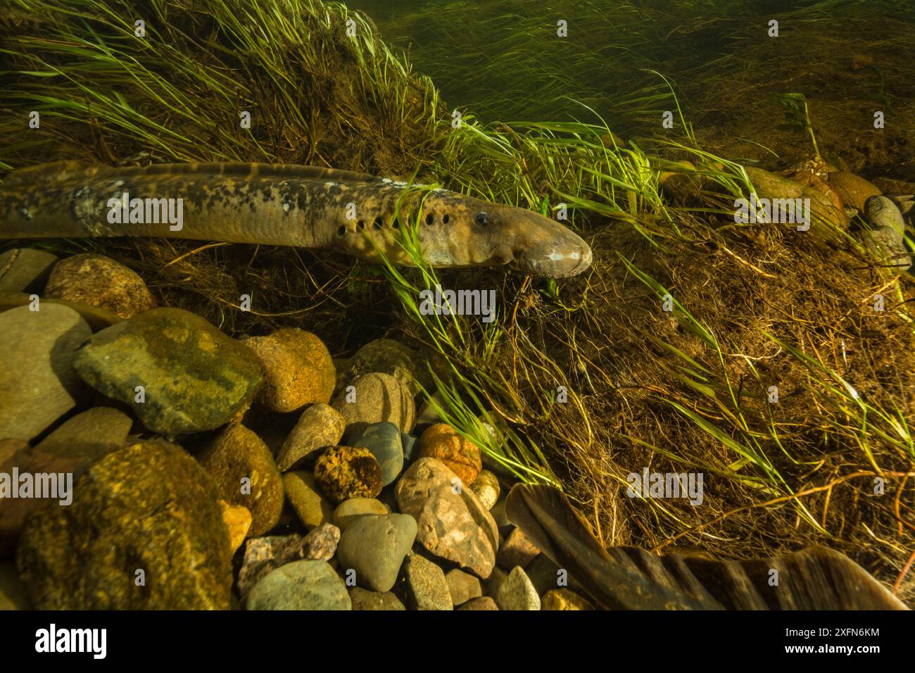 Sea lamprey (Petromyzon marinus), a parasitic migratory fish, spawning ...
