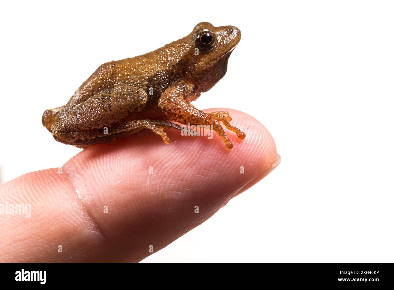 Spring peeper (Pseudacris crucifer) on human hand, photographed with ...