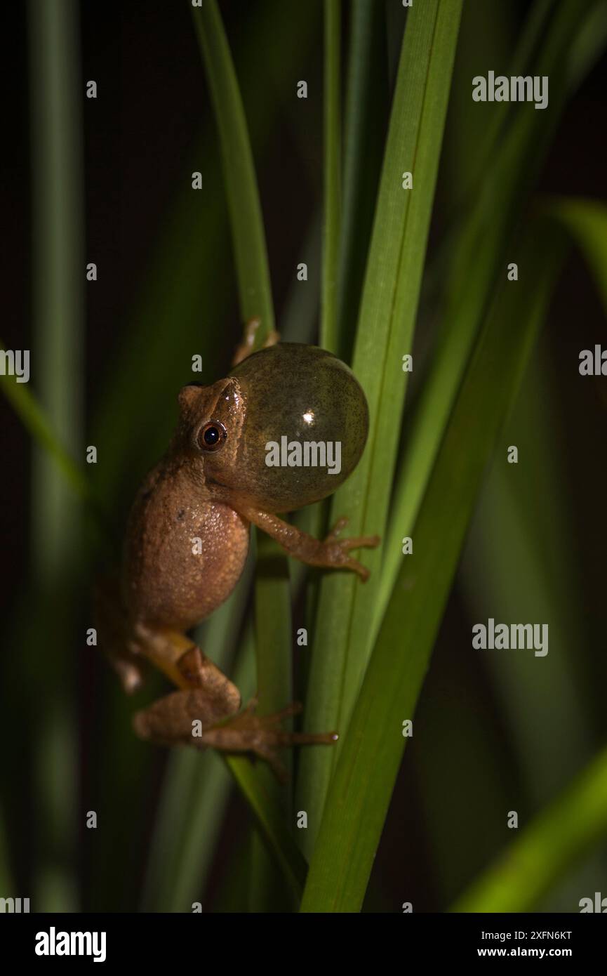 Parapseudacris hi-res stock photography and images - Alamy