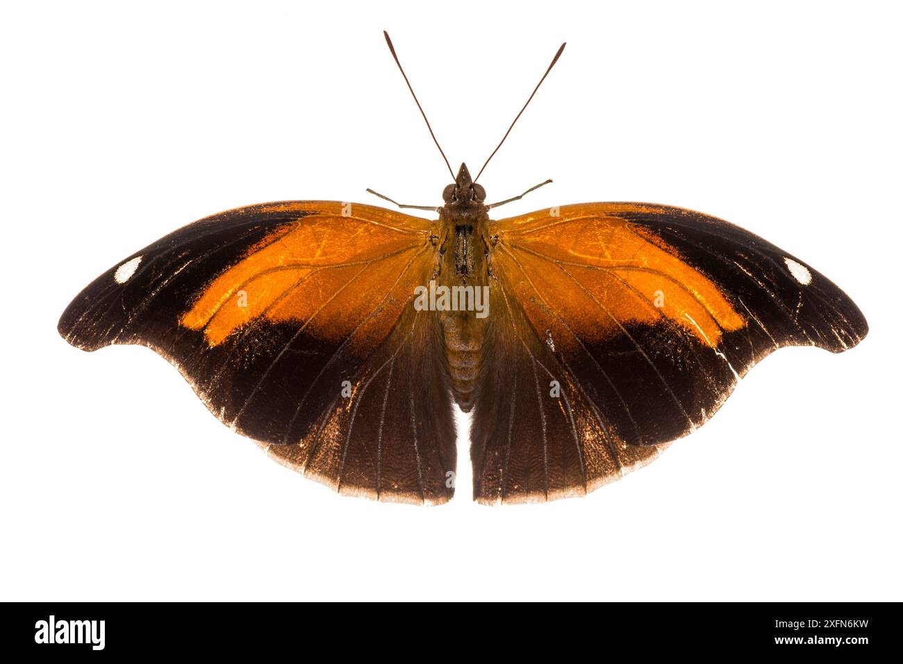 Stinky leafwing butterfly (Historis odius) photographed on white ...