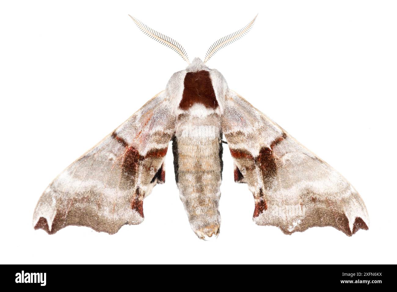 Twin-spotted sphinx (Smerinthus jamaicensis) photographed on white ...