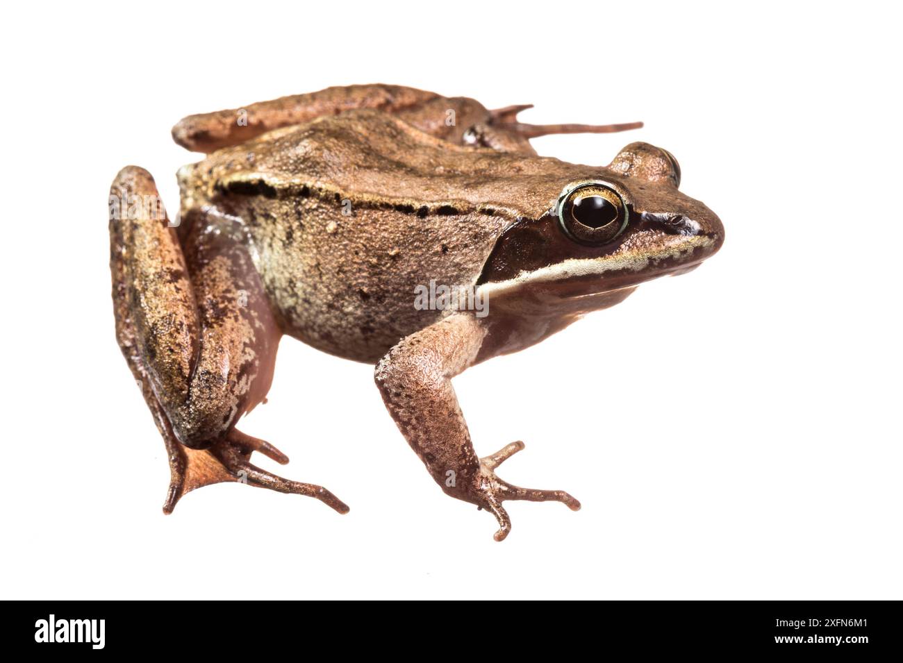 Wood frog (Lithobates sylvaticus) photographed on white background, New ...