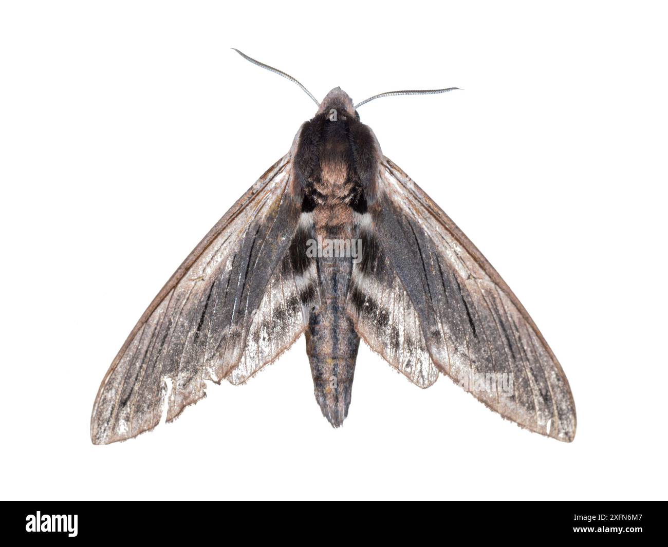 Wild cherry sphinx moth (Sphinx drupiferarum) photographed on white ...