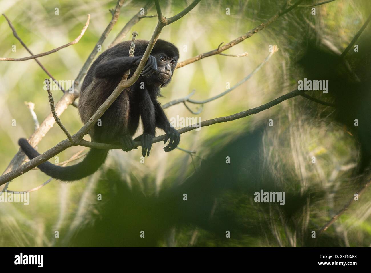 Mantled howler monkey (Alouatta palliata) with bokeh, Costa Rica Stock ...
