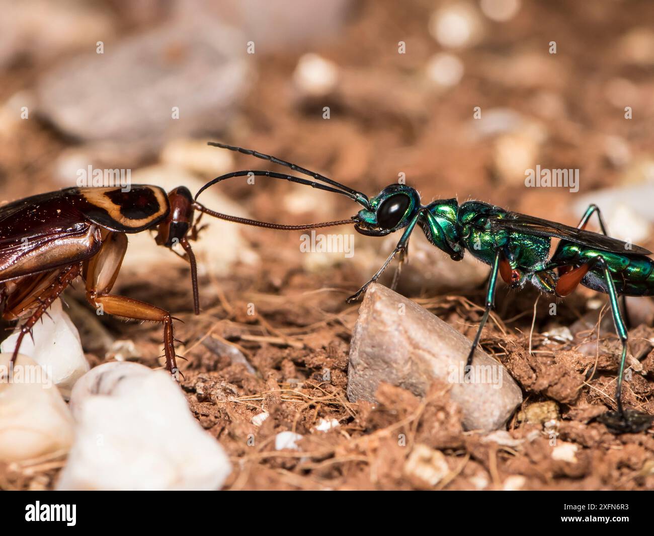 Ampulex compressa hi-res stock photography and images - Alamy