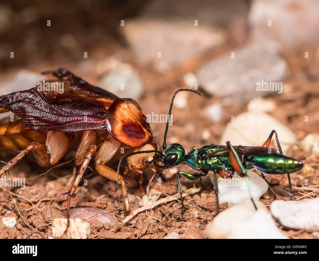 Jewel wasp (Ampulex compressa) leading American cockroach (Periplaneta ...