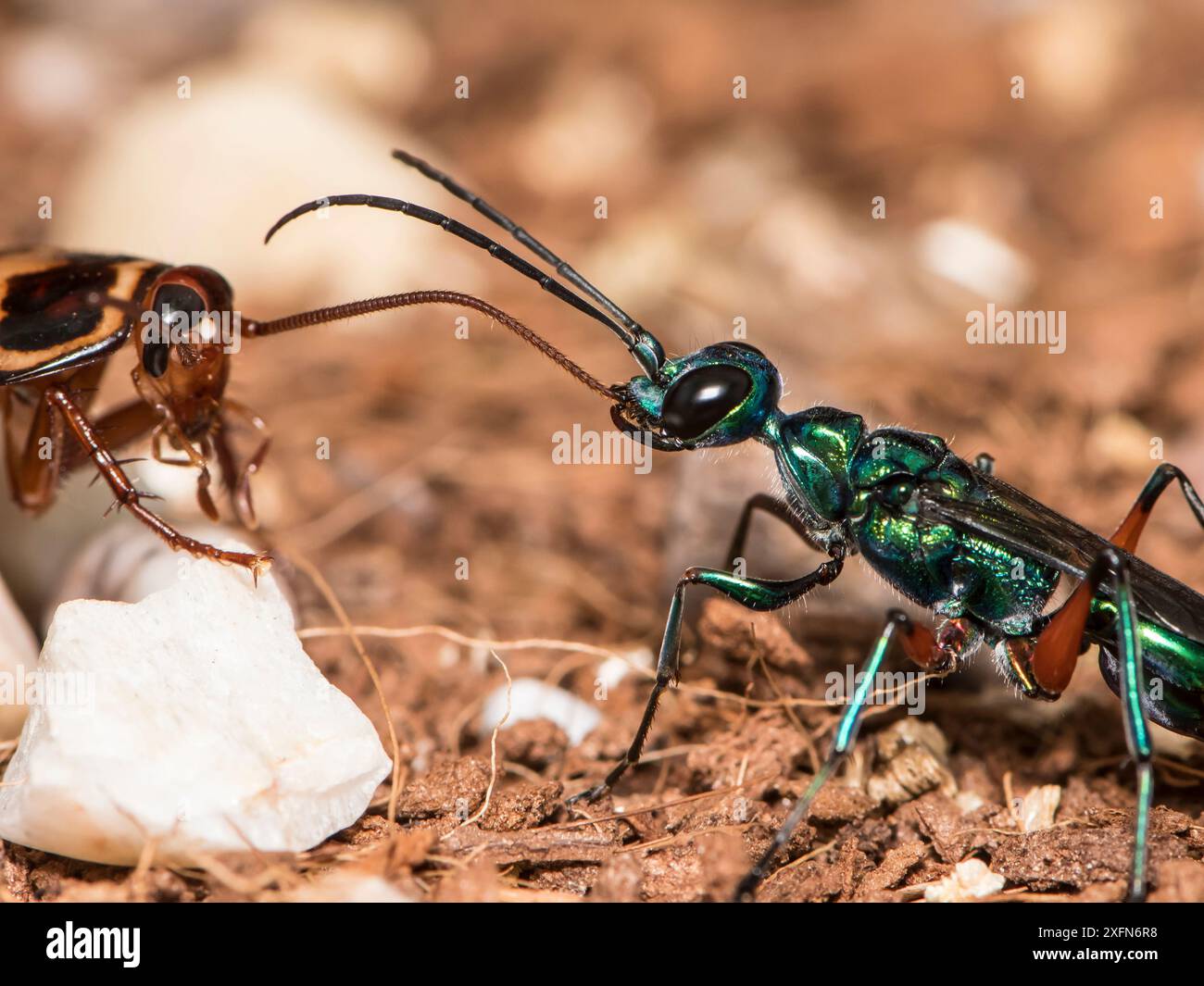 Jewel wasp (Ampulex compressa) leading American cockroach (Periplaneta ...