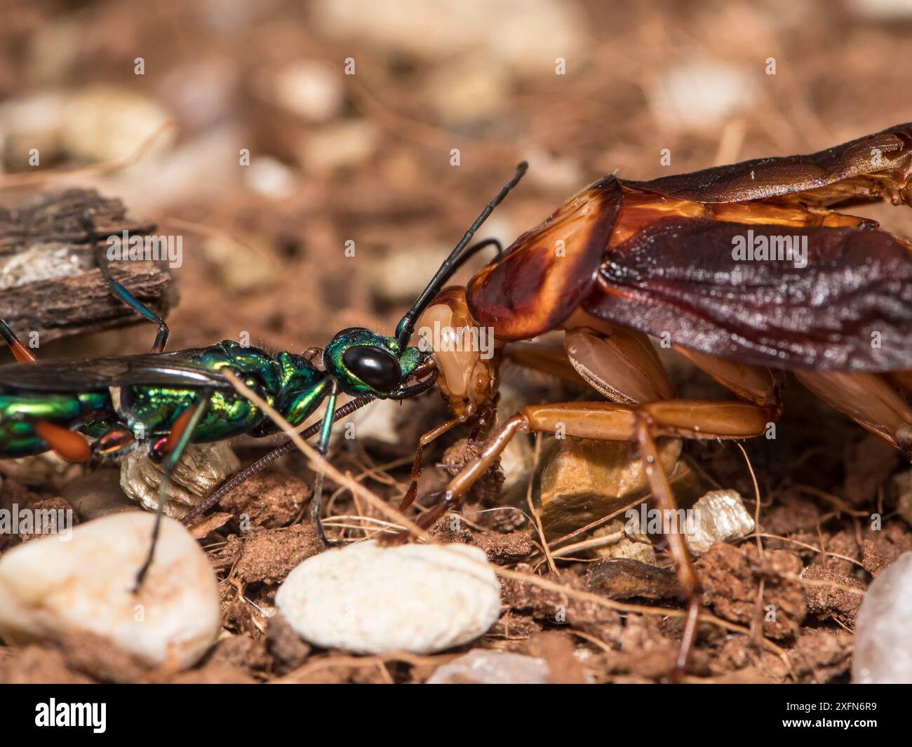 Jewel wasp (Ampulex compressa) leading American cockroach (Periplaneta ...